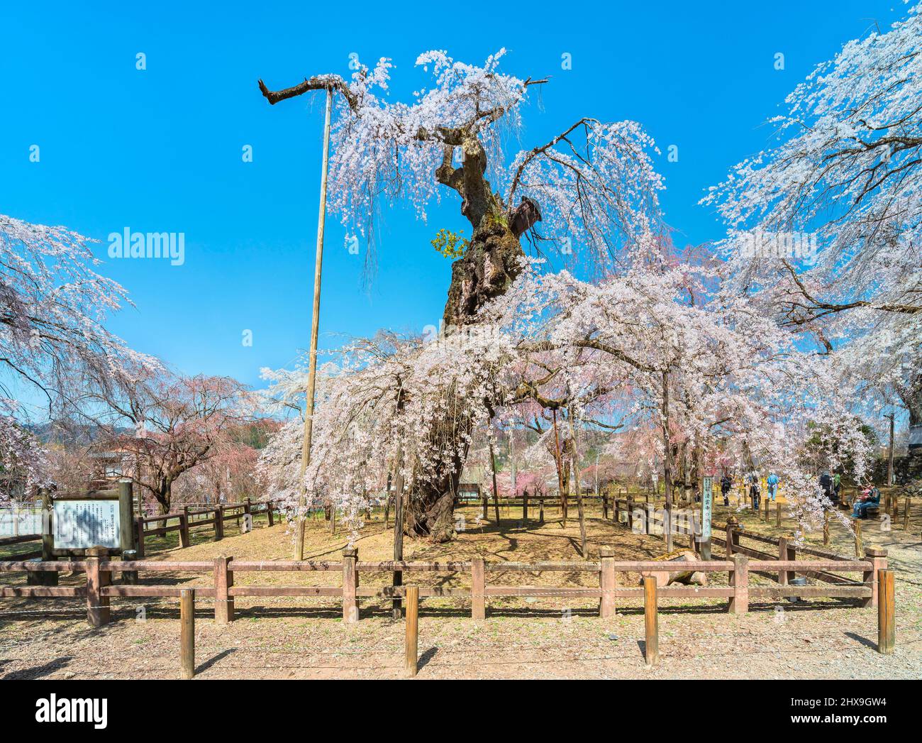 saitama, chichibu - march 09 2022: Famous old shidarezakura weeping ...