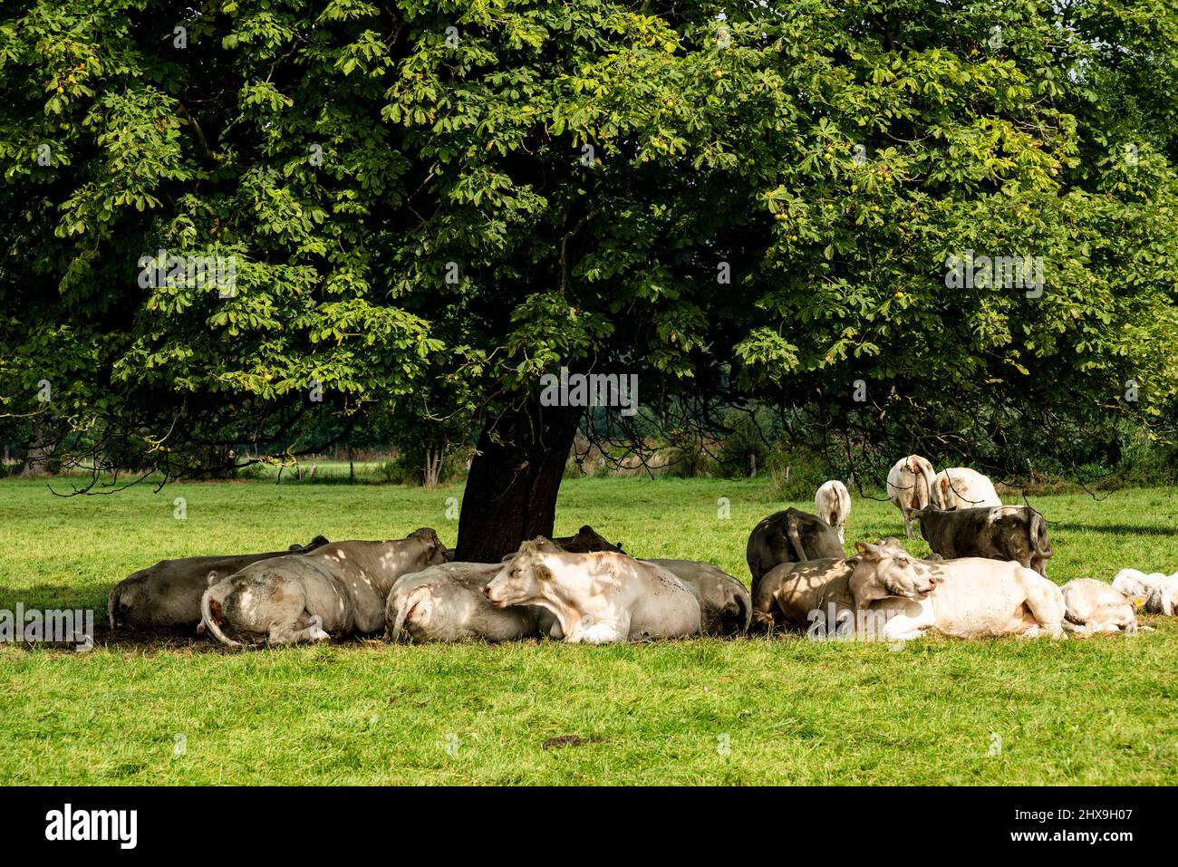 Cow tree hi-res stock photography and images - Alamy