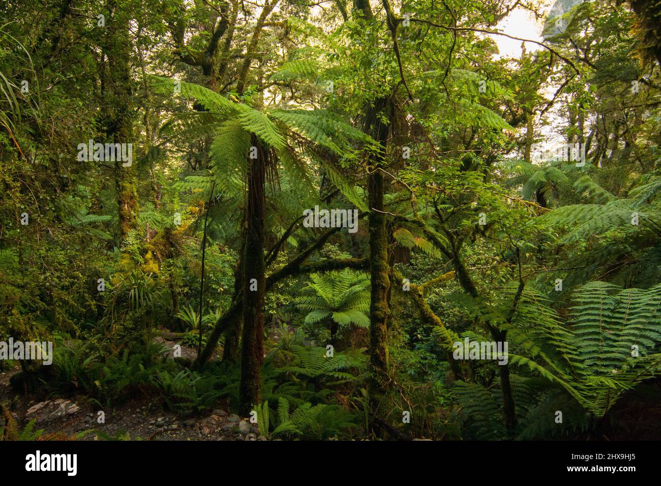 Milford Track Great walk fiordland native forest species crown fern ...