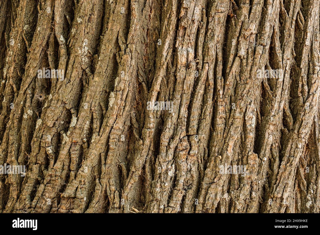 Texture of the bark of an old chestnut tree, Sierra Nevada National ...