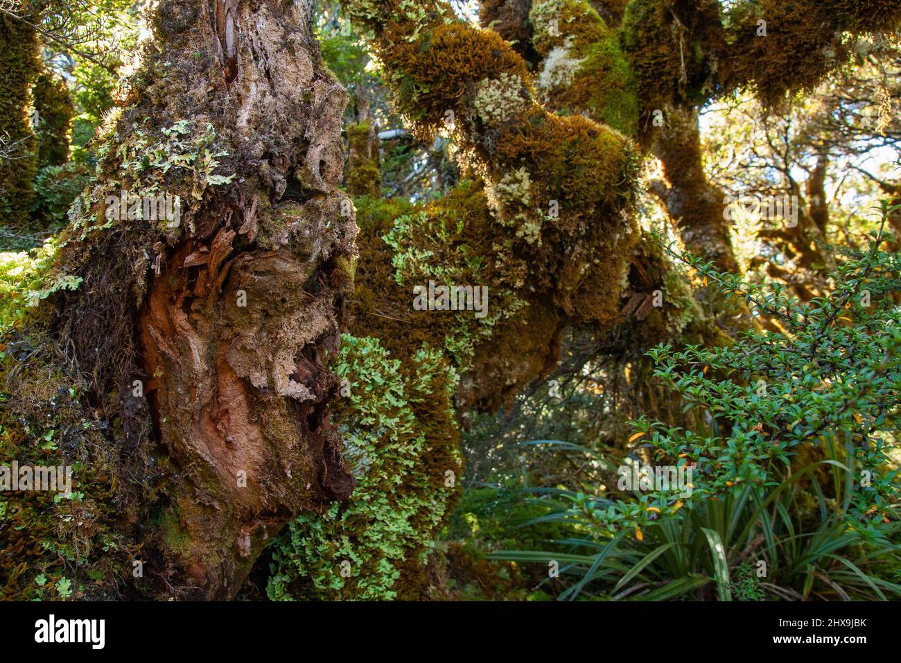 Moss covered rainforest of New Zealand, unique shaped woods of fairy ...