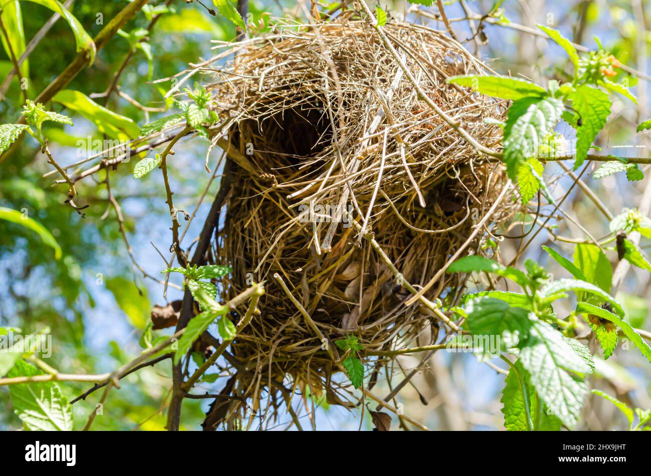 Dried grass nest hi-res stock photography and images - Alamy