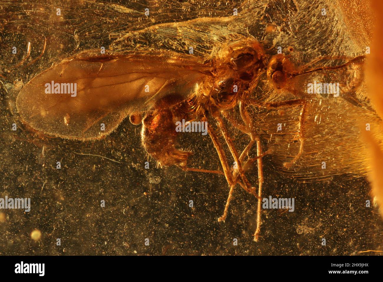 Ant in amber hi-res stock photography and images - Alamy