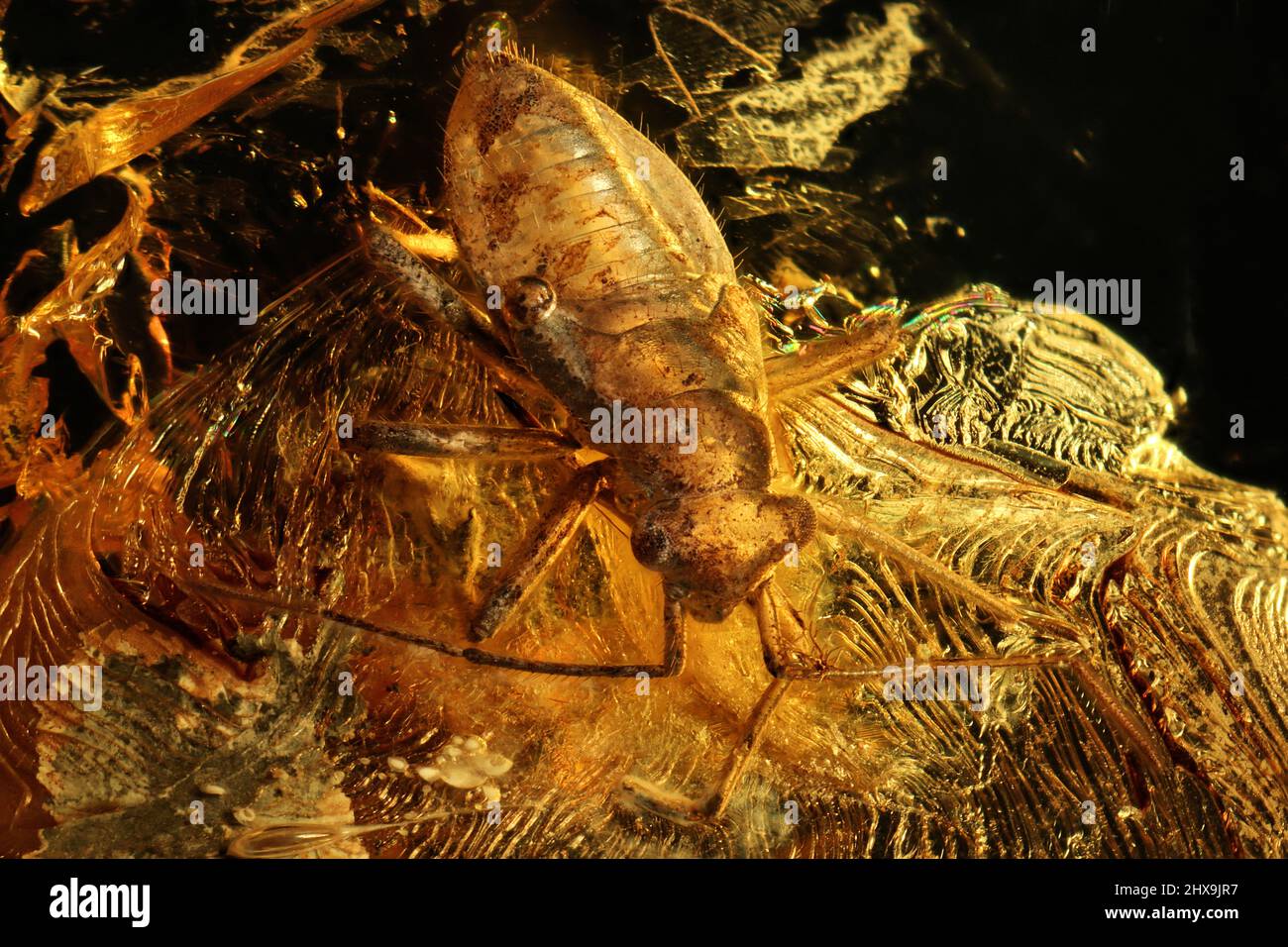 true bug (heteroptera miridae) imprisoned in baltic amber Stock Photo ...
