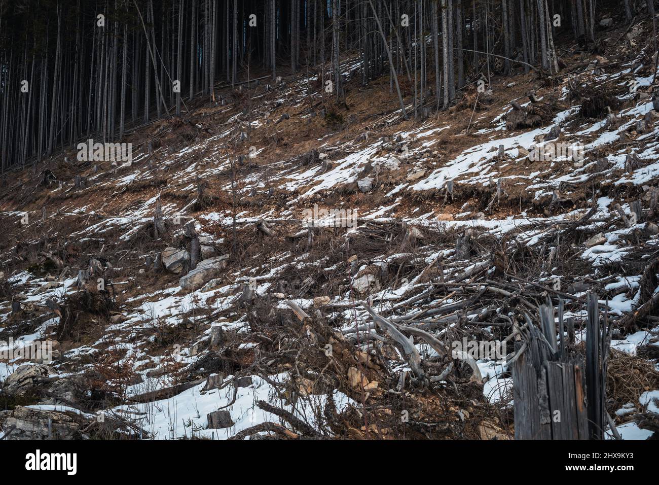 Slope after forest deforestation and logging in the Alpine mountain ...