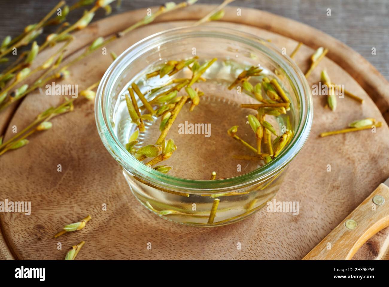 Preparation of a homemade tincture from willow buds and bark from young ...