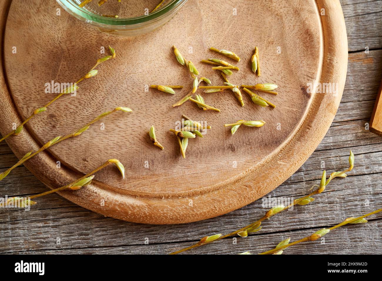Young willow branches with buds in early spring, cut up to prepare ...