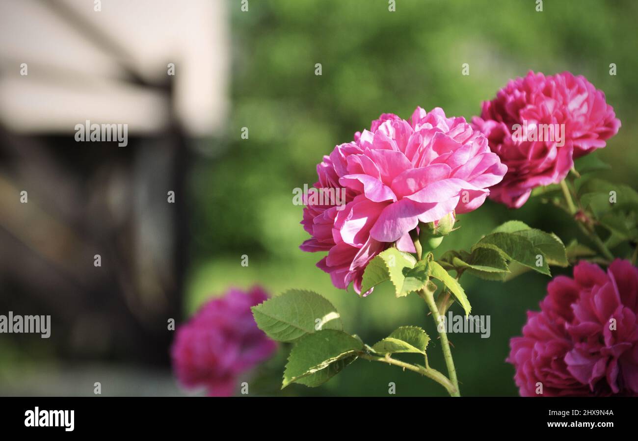 pink roses flowers in a garden of country house Stock Photo - Alamy
