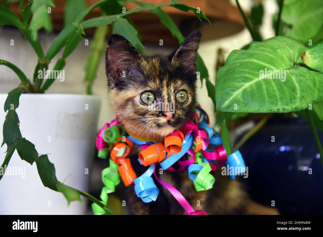 Cat wearing ribbon hi-res stock photography and images - Alamy