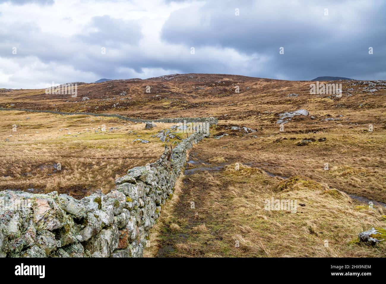 Drystone wall on the peatlands of the Isle of Lewis in the outer ...