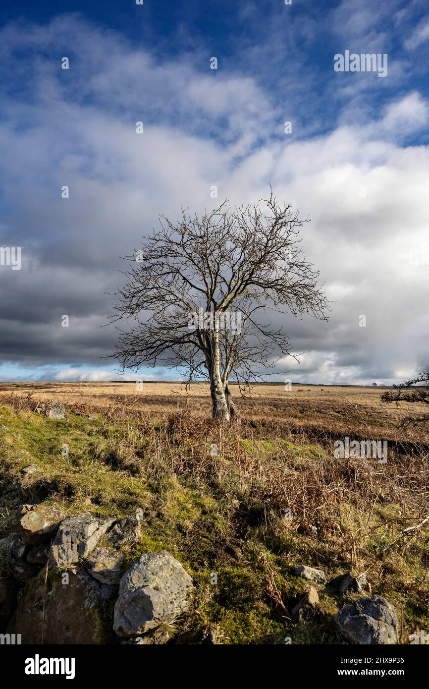 Danby moor hi-res stock photography and images - Alamy