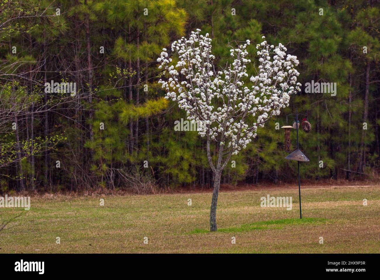 Heart Shaped Tree Stock Photo - Alamy