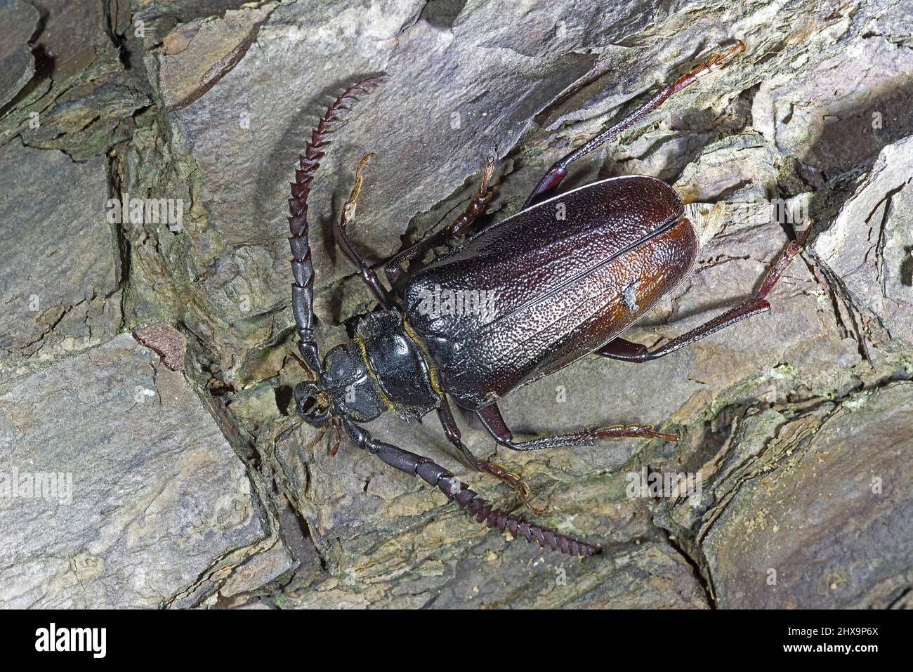 Prionus imbricornis hi-res stock photography and images - Alamy