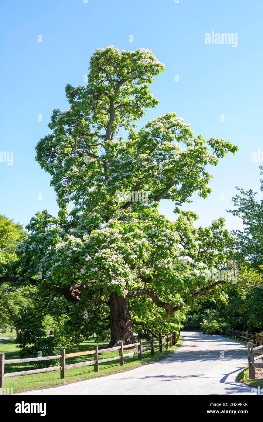 Swarthmore campus hi-res stock photography and images - Alamy