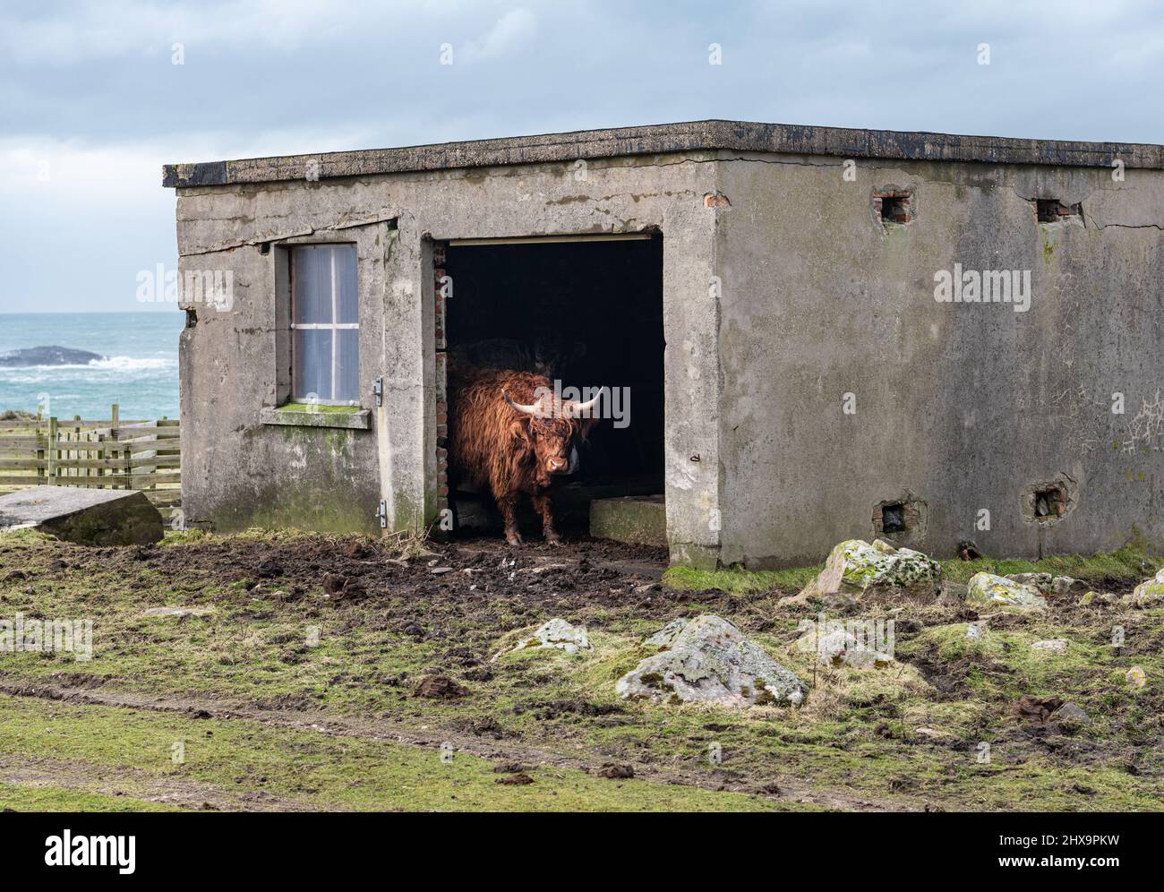 Highland cow hiding from the weather in an old byre Stock Photo - Alamy