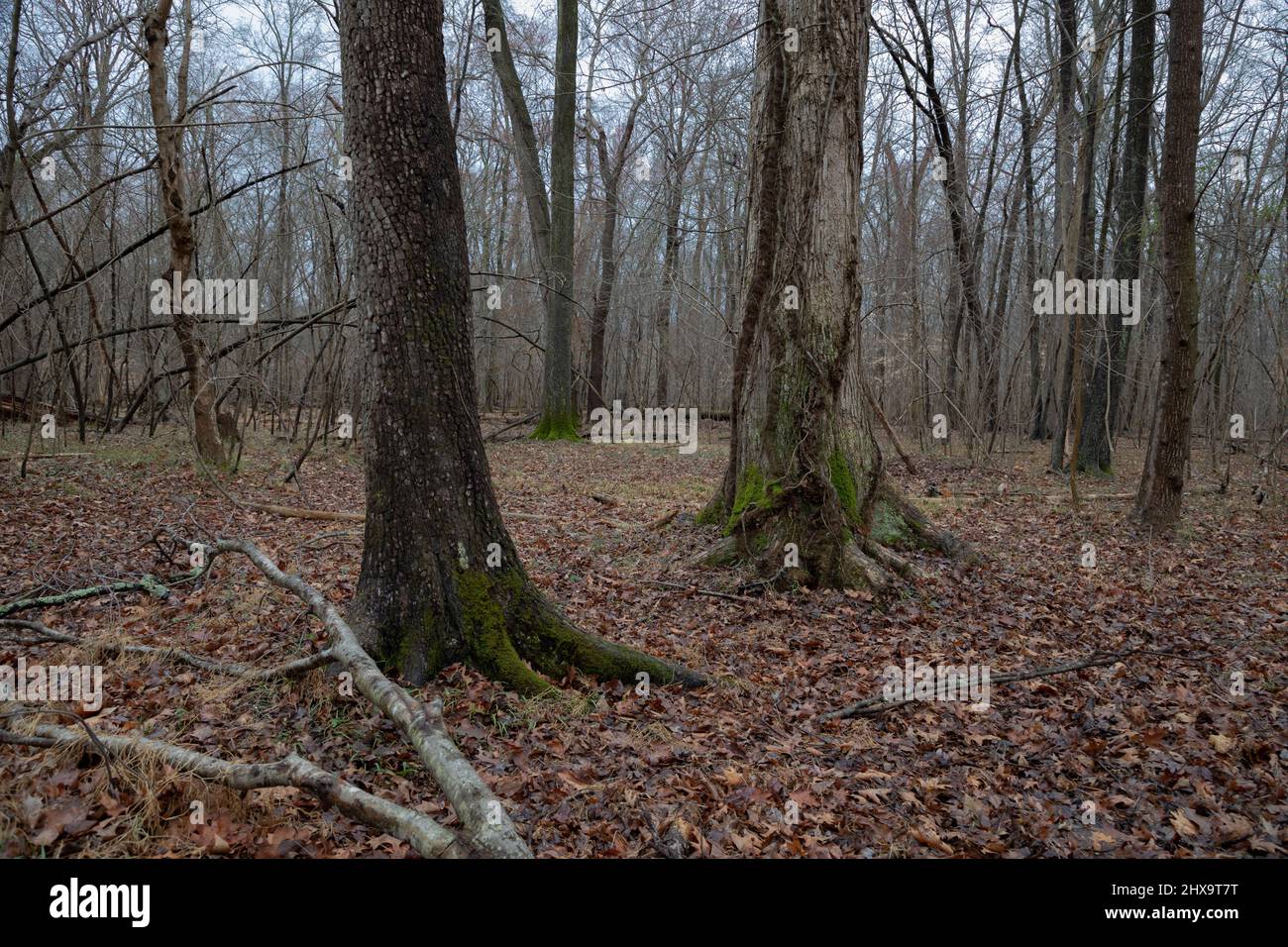 Dead spooky trees hi-res stock photography and images - Alamy