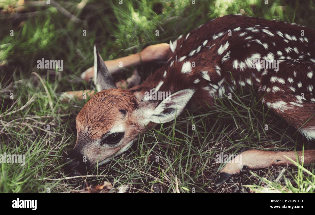 Newborn Deers bambi and wild animals concept. Fawn Resting. Baby roe ...