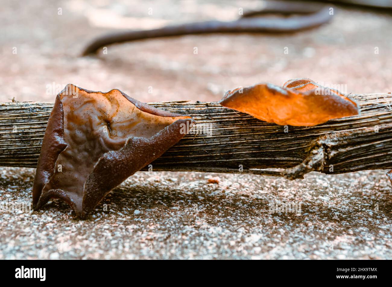 Rotting brain hi-res stock photography and images - Alamy