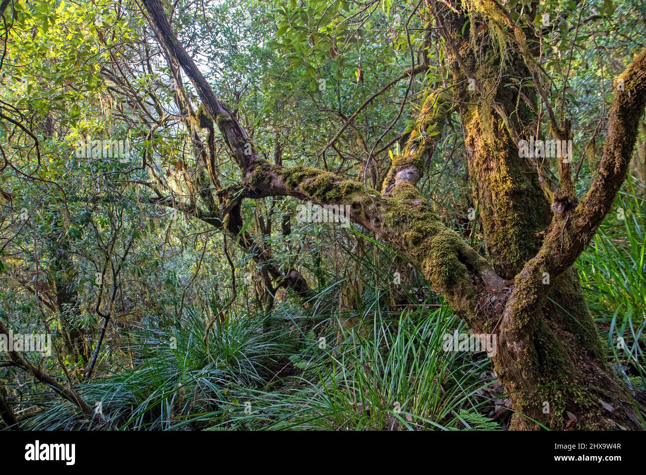 Ancient tree in the takayna/Tarkine rainforest Stock Photo - Alamy