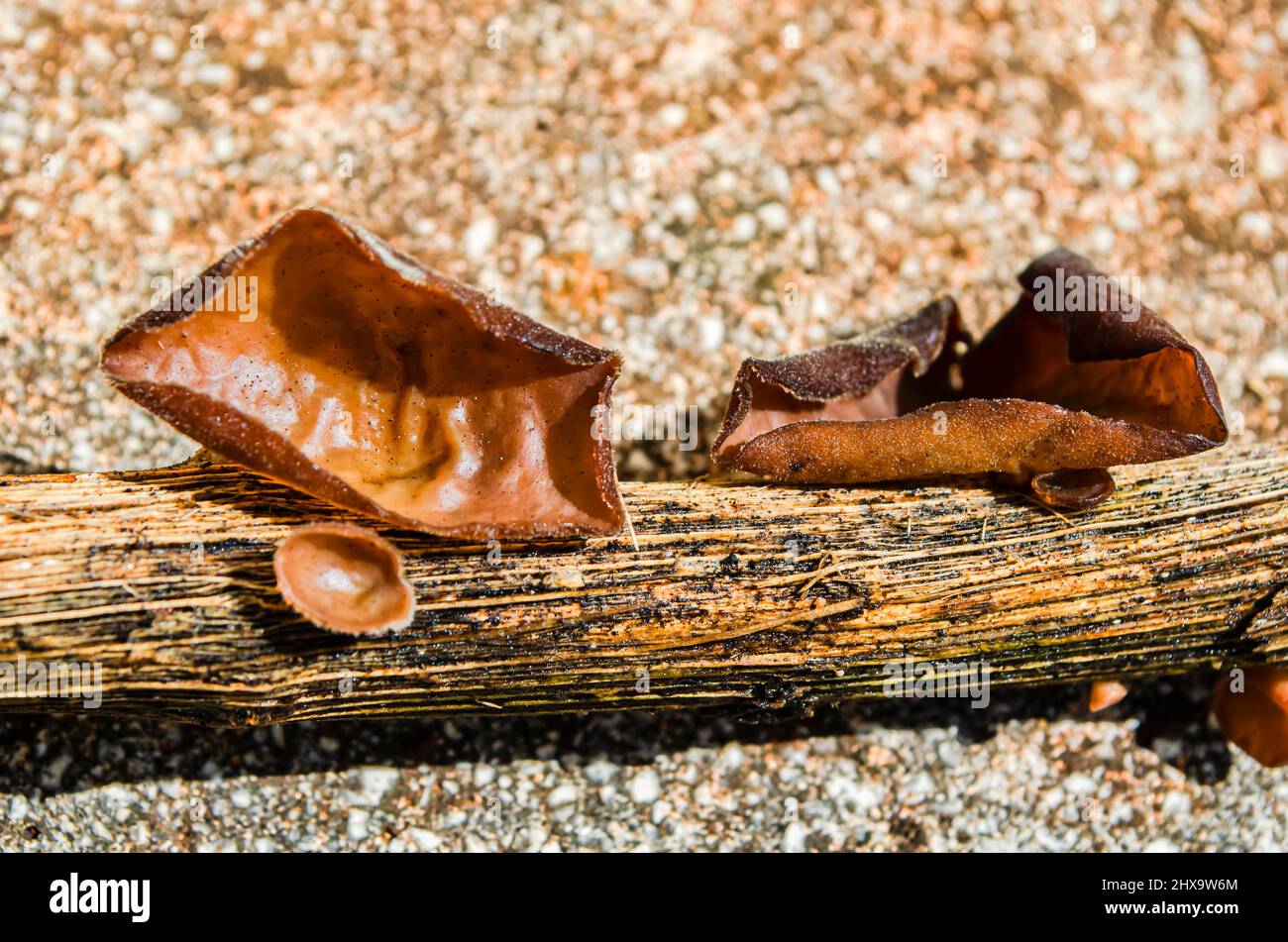 Exidia Recisa Fungi On Stick Stock Photo - Alamy