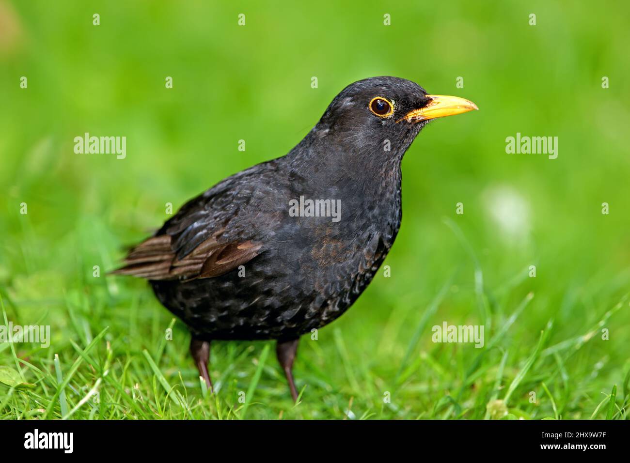 Bird outdoors hi-res stock photography and images - Alamy