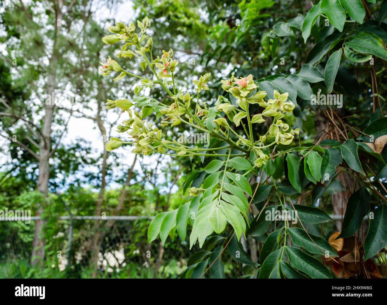 Mgambo tree hi-res stock photography and images - Alamy