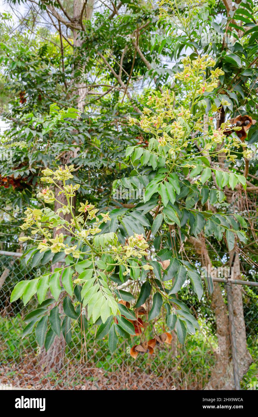 Mgambo tree hi-res stock photography and images - Alamy