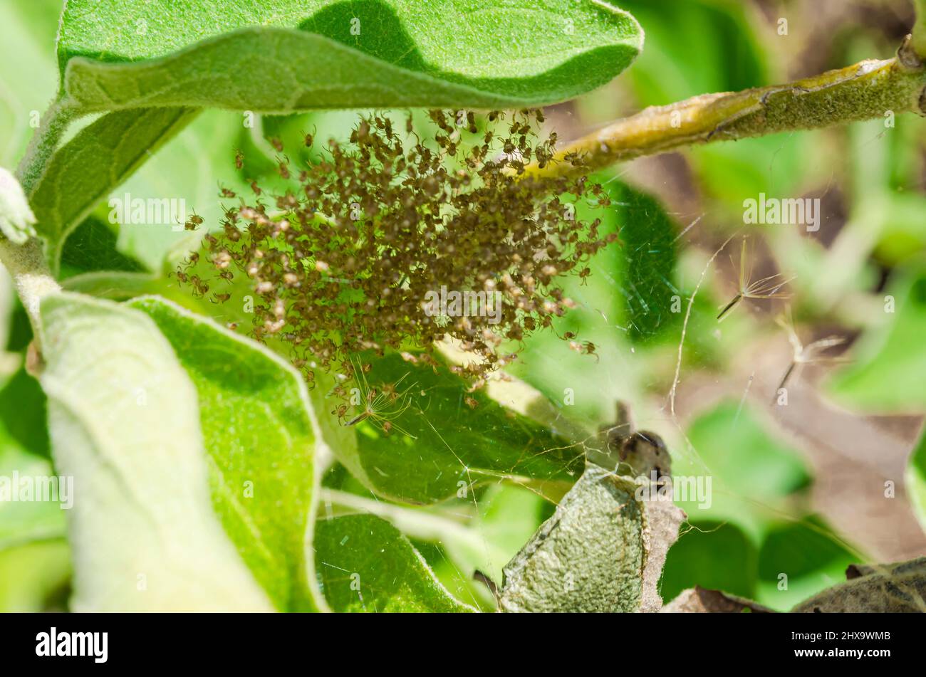 Spiders cluster hi-res stock photography and images - Alamy