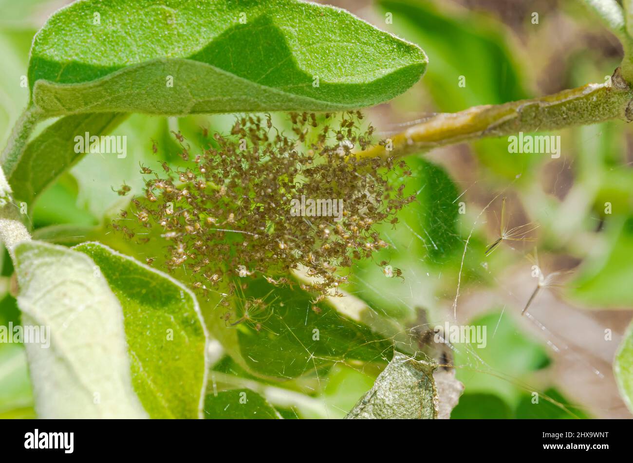 Close-up Young Spider Cluster Stock Photo - Alamy