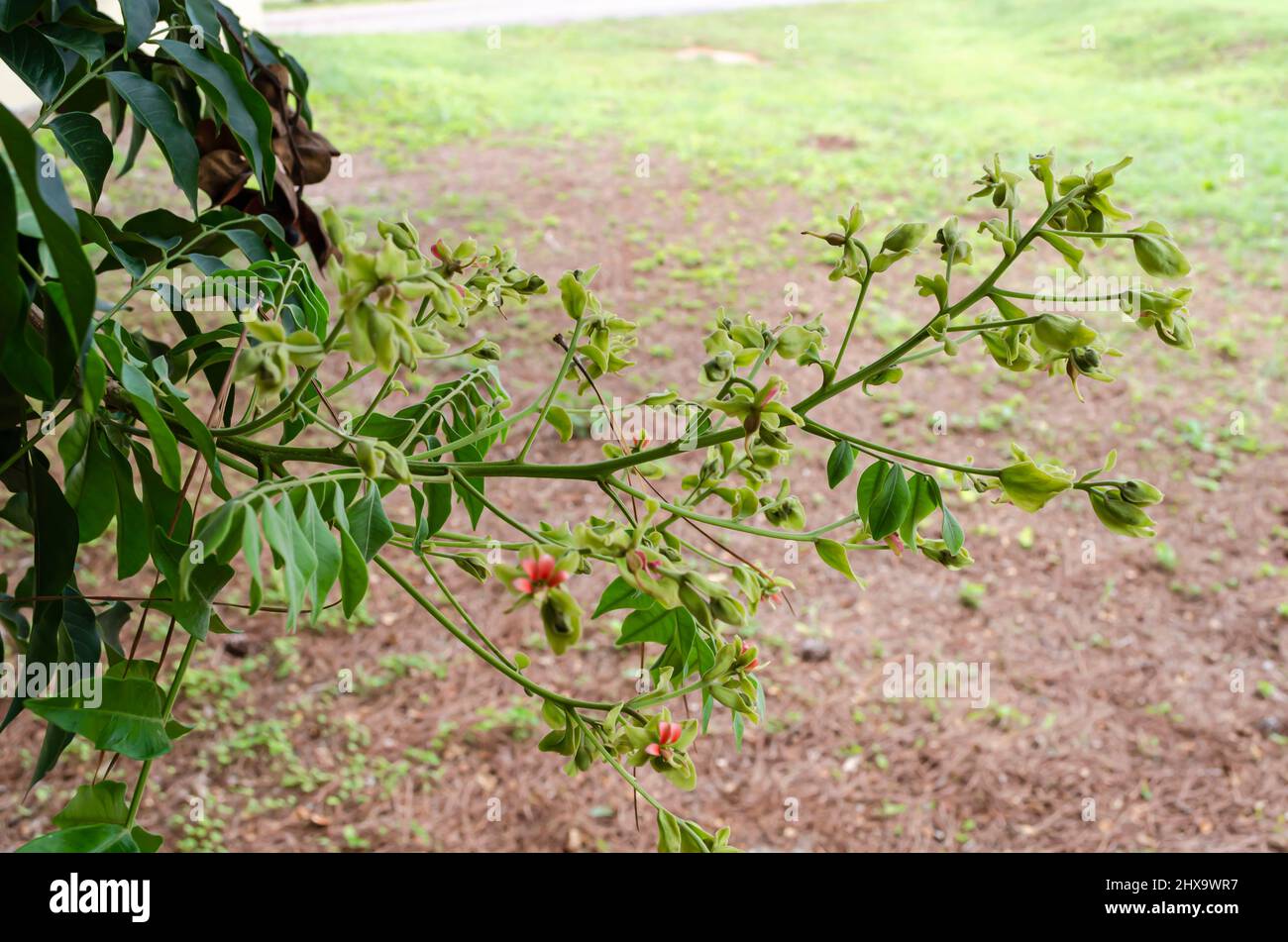 Mgambo tree hi-res stock photography and images - Alamy