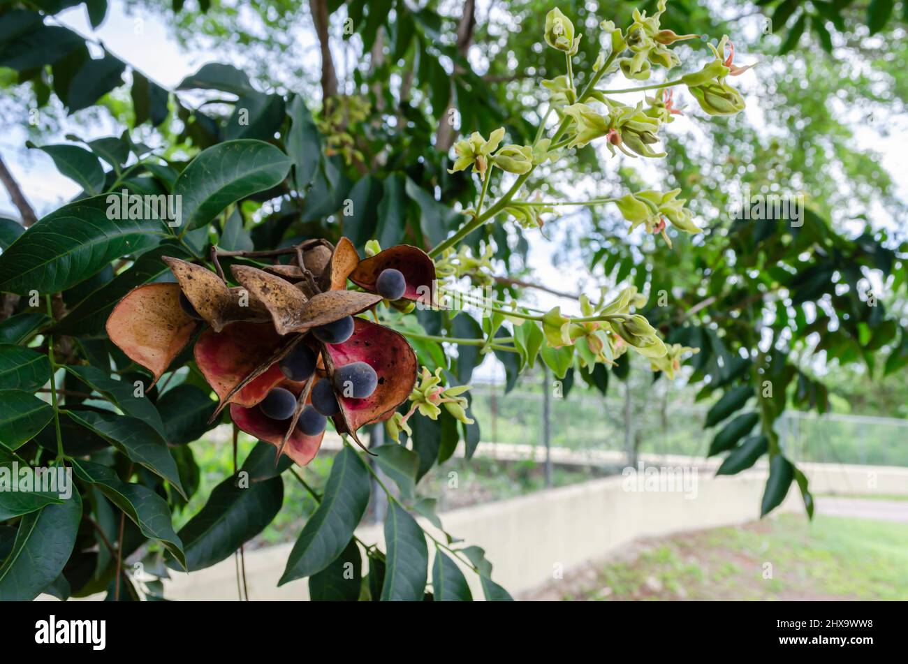 Black Pearl Tree Fruit And Blossoms Stock Photo - Alamy