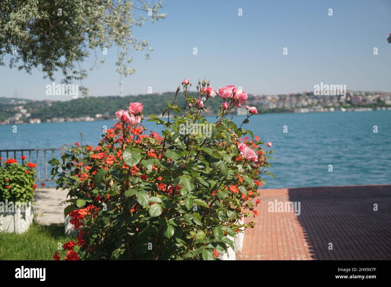 Roses red sea coast hi-res stock photography and images - Alamy