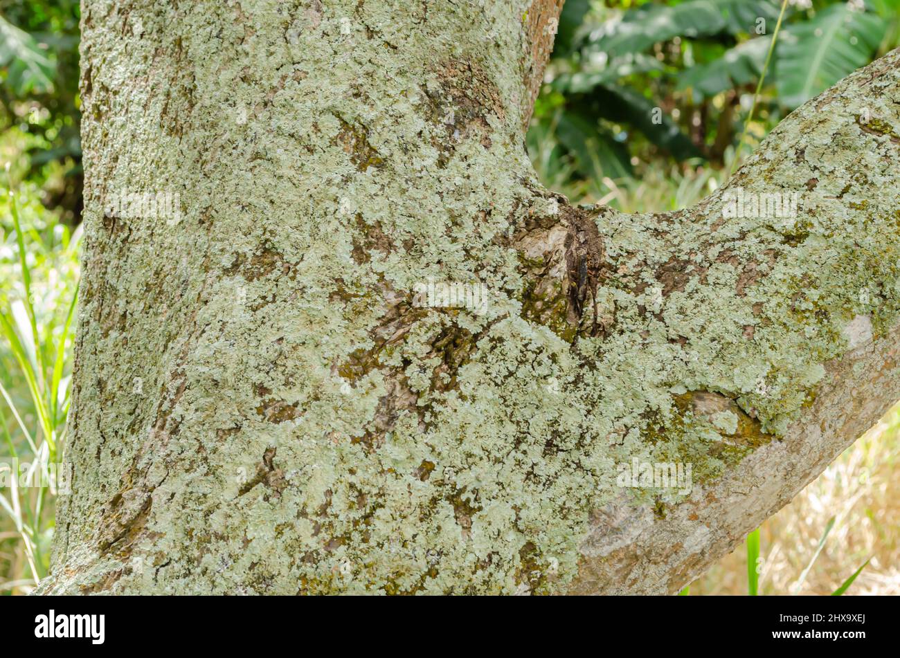Algae on tree hi-res stock photography and images - Alamy