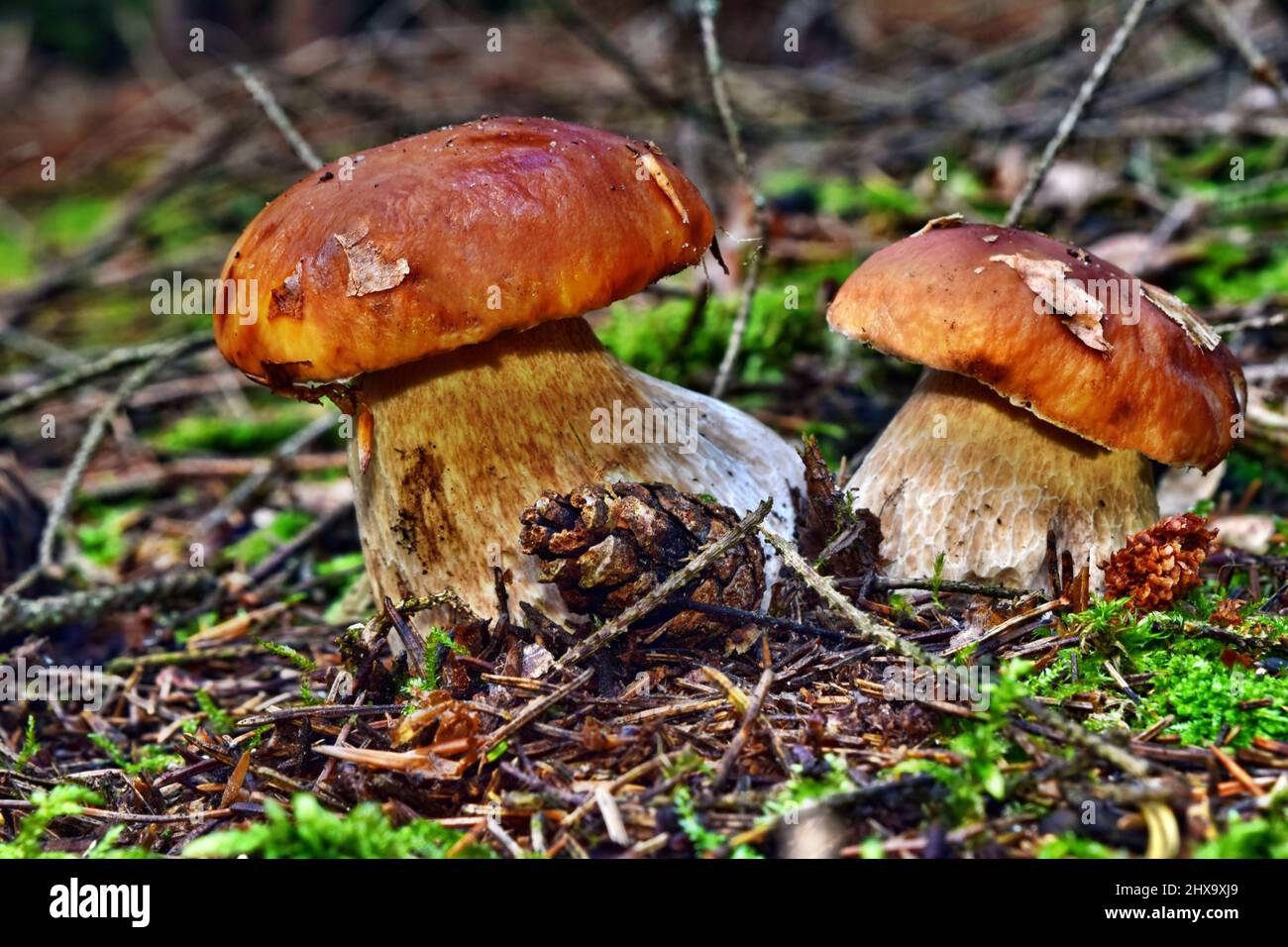 Boletus edulis edible mushroom is growing in the forest Stock Photo - Alamy