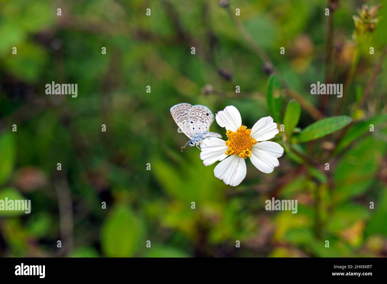 Spanish needles hi-res stock photography and images - Alamy