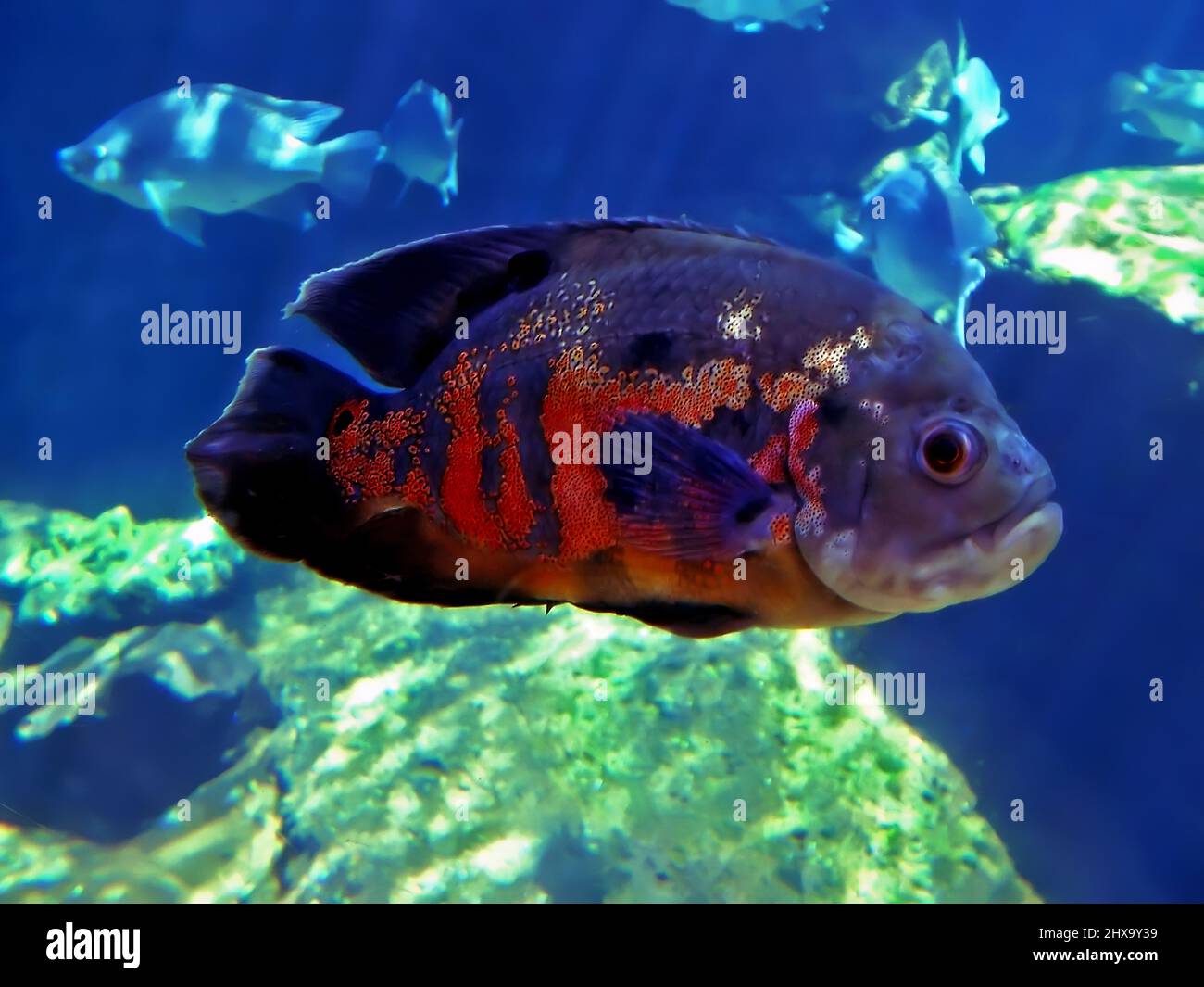 Colourful Sea Bass Fish Underwater Stock Photo - Alamy