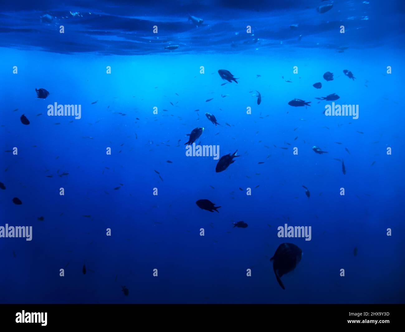 Blue Underwater Background with fish silhouettes Stock Photo - Alamy
