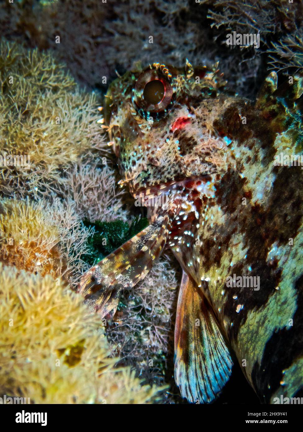 Macro details underwater rock scorpion fish Stock Photo - Alamy