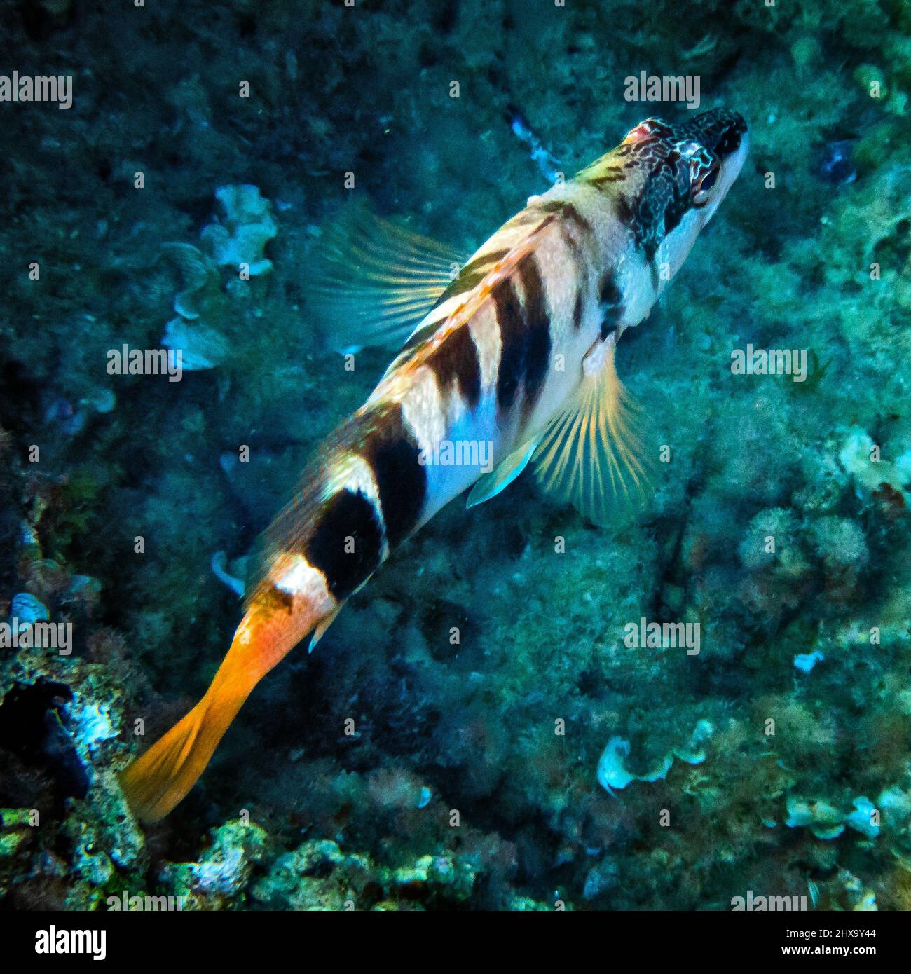 Mediterranean Painted Comber Fish Detail underwater Stock Photo - Alamy