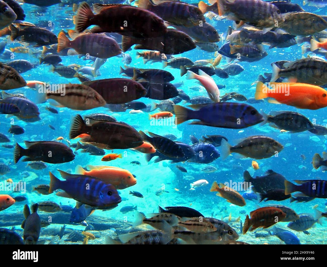 A School of Diverse Colourful Tropical Fish Stock Photo - Alamy