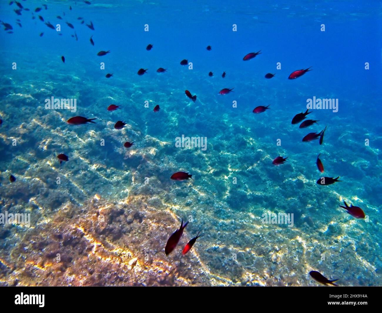 School of Fish with Blue Sea Background Stock Photo - Alamy
