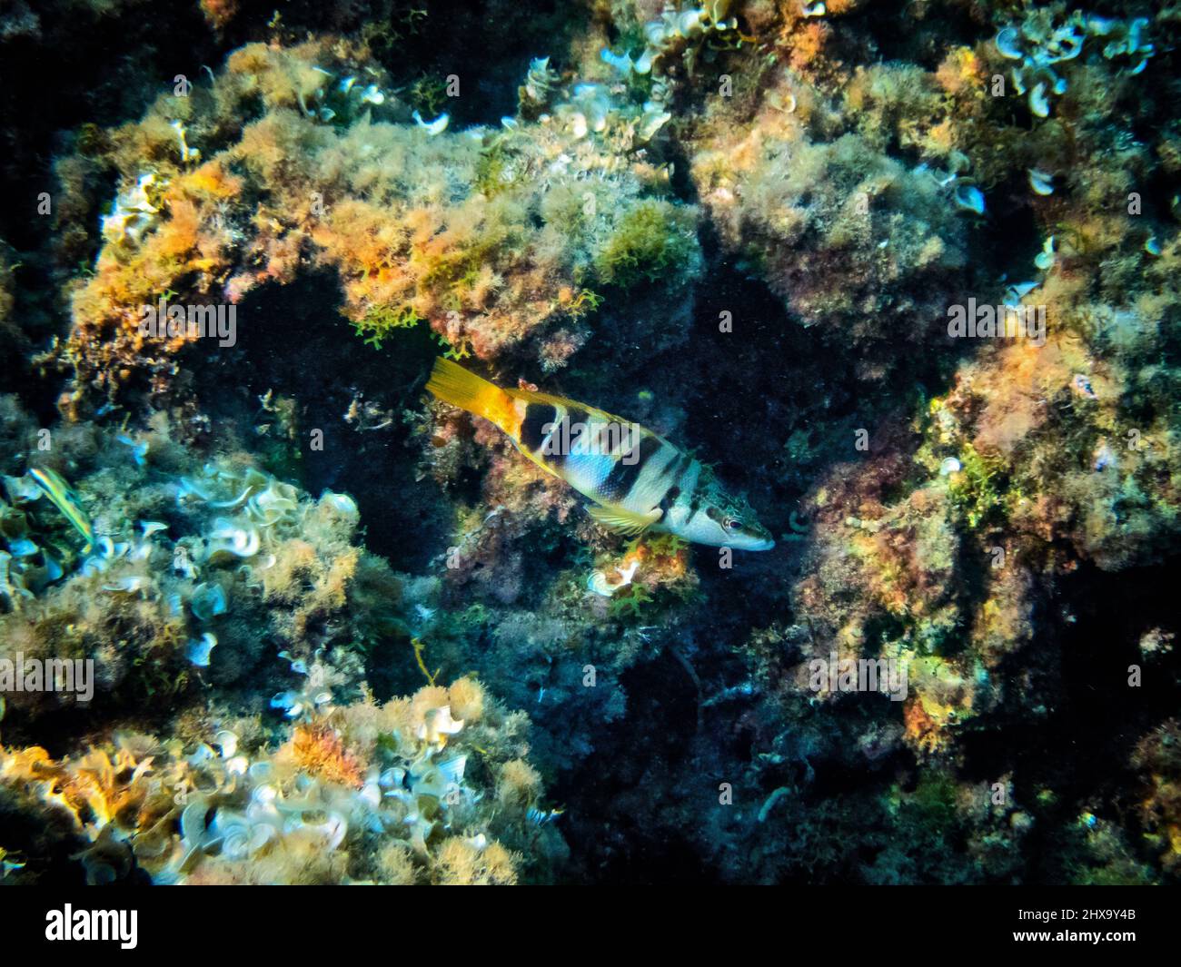 Mediterranean Painted Comber Fish Underwater Stock Photo - Alamy