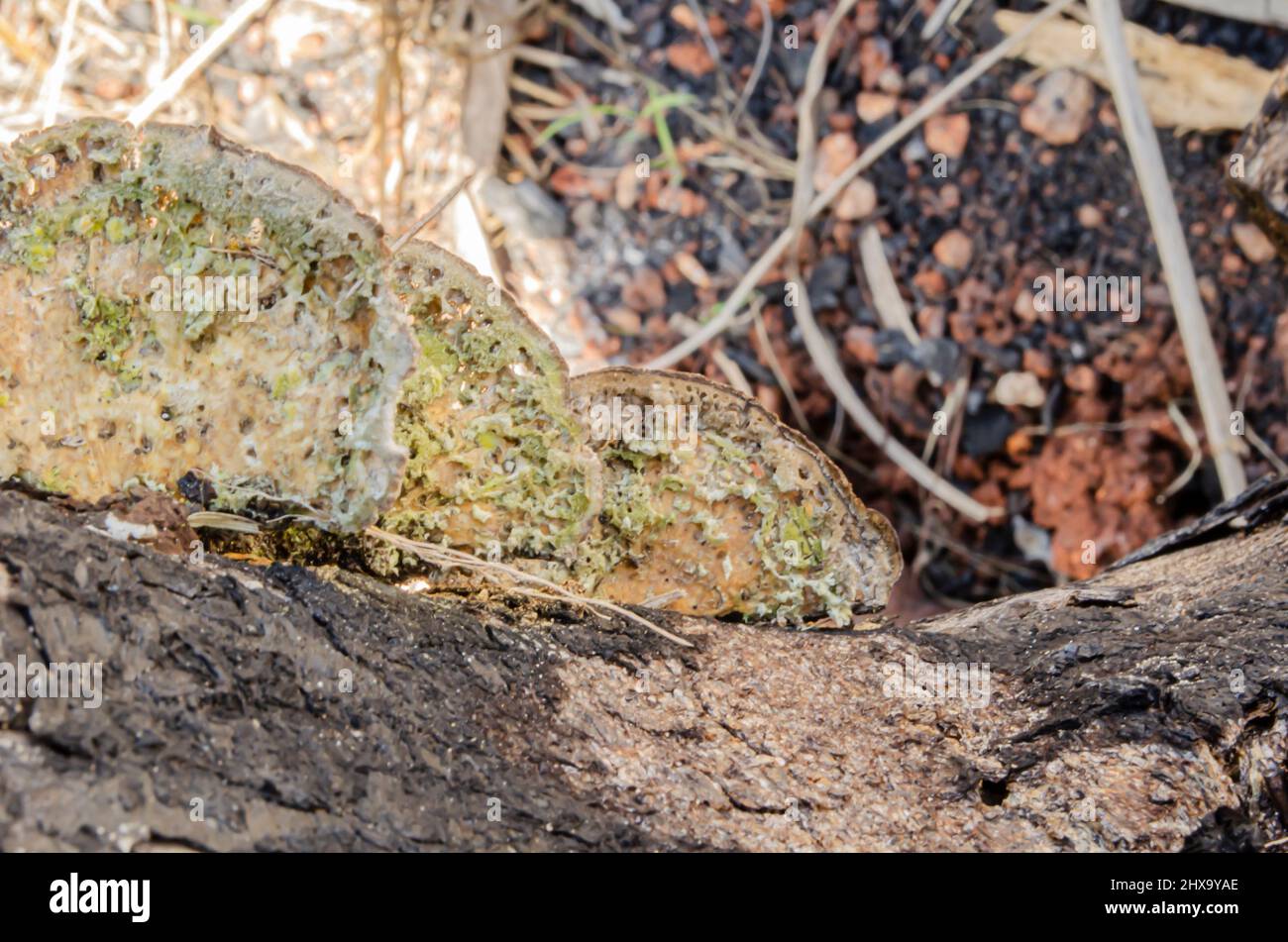 Porous Ganoderma Mushrooms Cluseup Stock Photo - Alamy