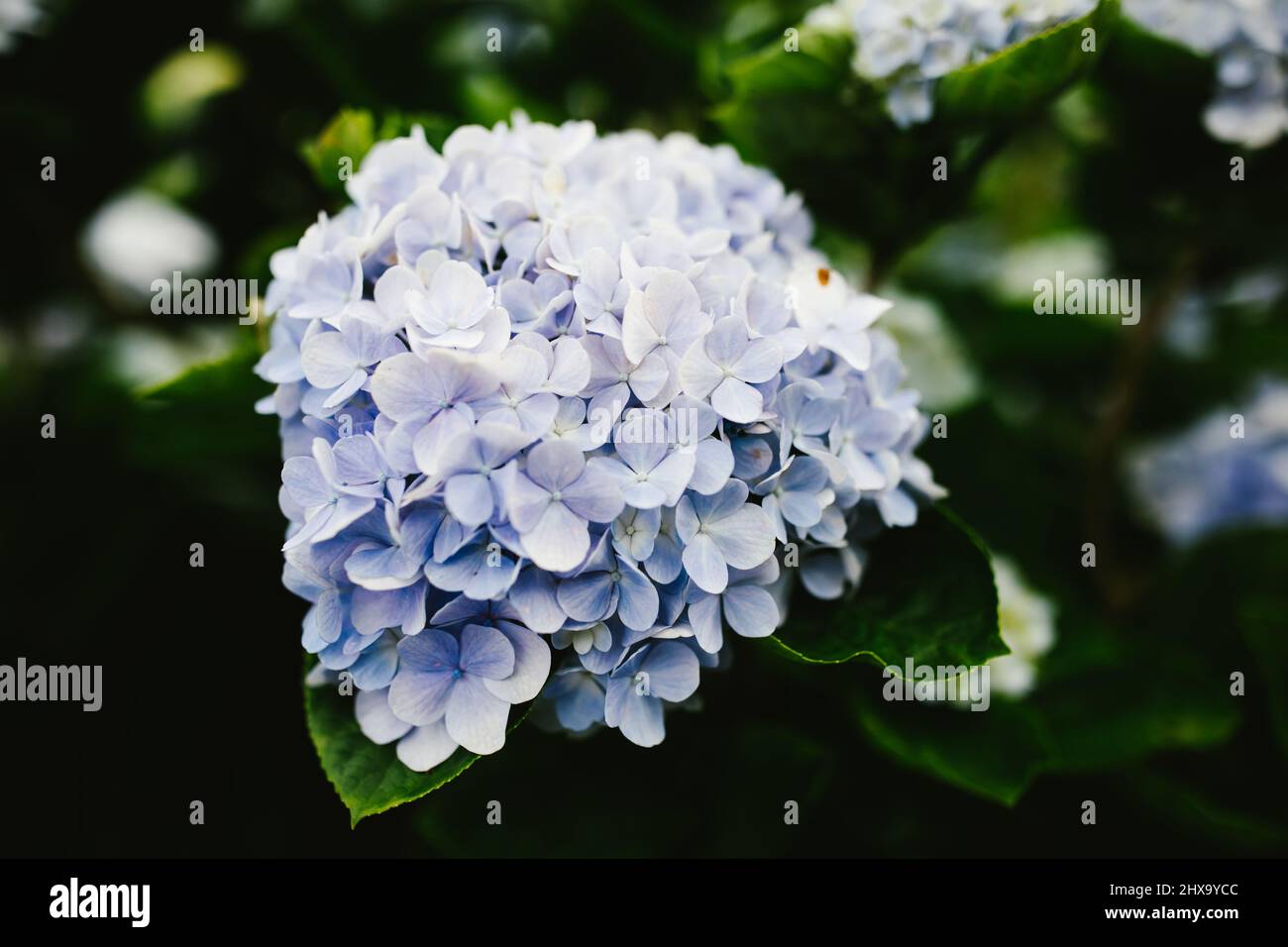Lilac and blue hydrangea bloom and flower Stock Photo - Alamy