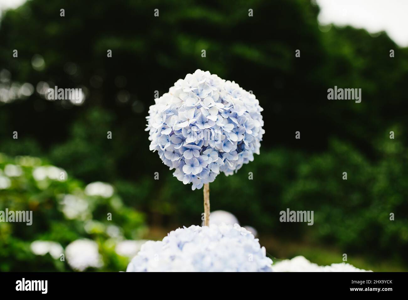 Blue hydrangea bloom in green tropical landscape Stock Photo - Alamy