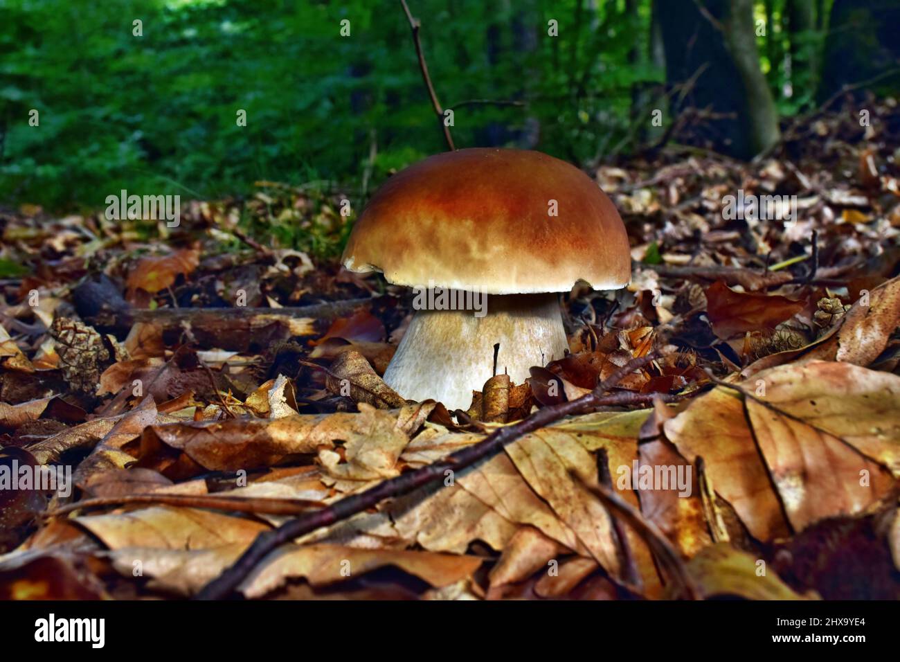 Boletus edulis edible mushroom is growing in the forest Stock Photo - Alamy