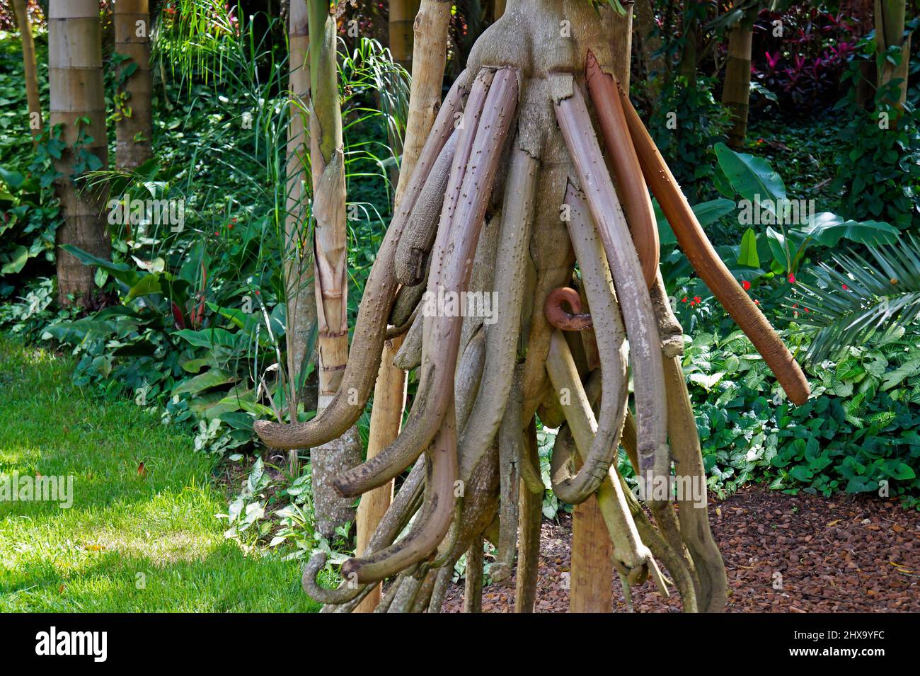 Walking palm roots (Socratea exorrhiza), Minas Gerais, Brazil Stock ...