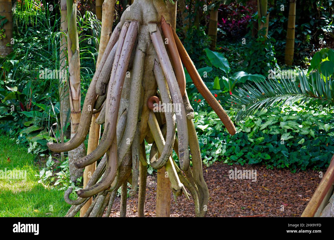 Walking palm roots (Socratea exorrhiza), Minas Gerais, Brazil Stock ...