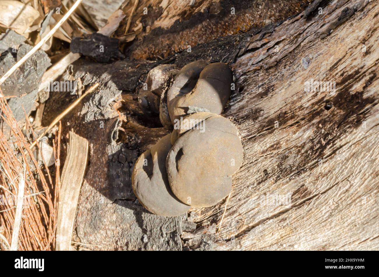 Burnt mushroom hi-res stock photography and images - Alamy