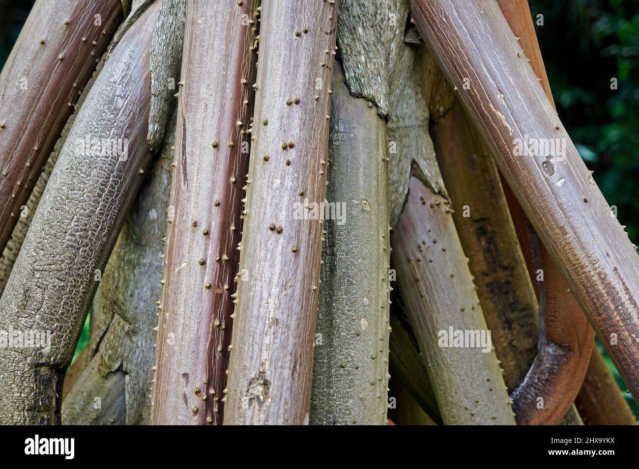 Walking palm roots (Socratea exorrhiza), Minas Gerais, Brazil Stock ...